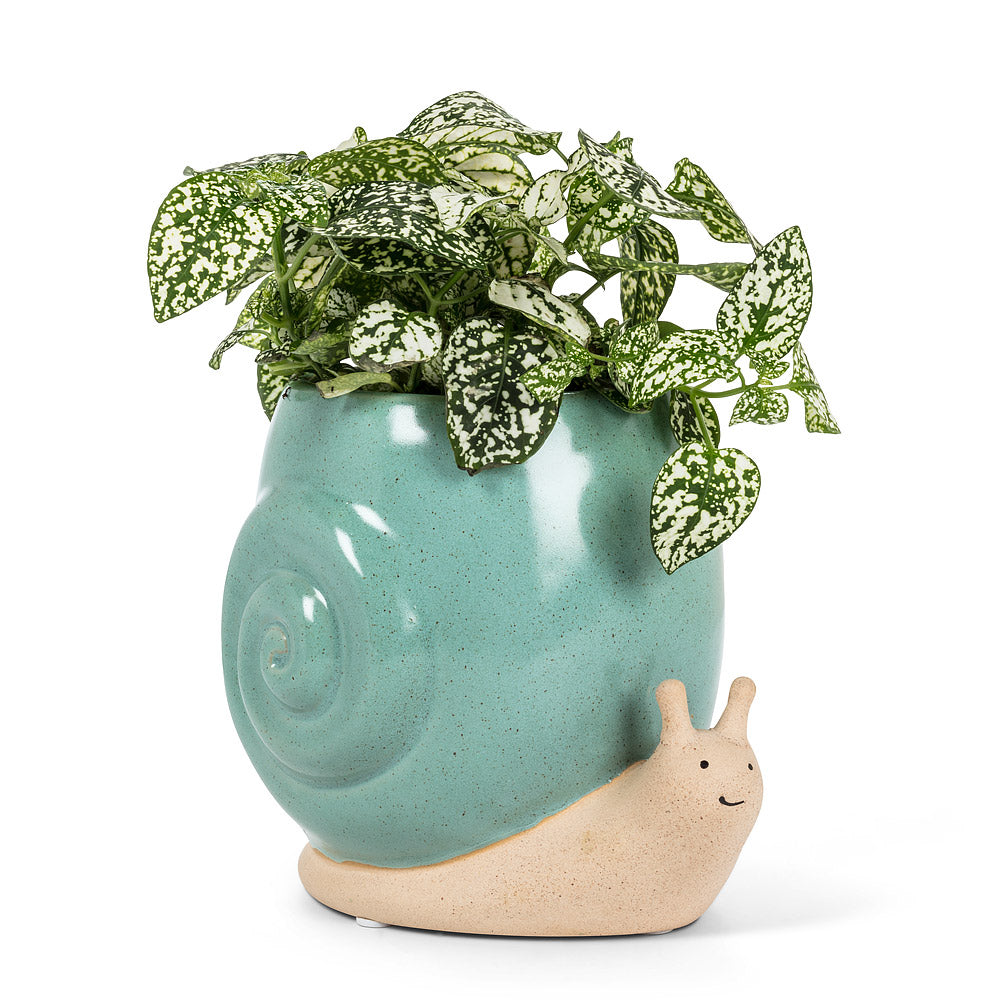 Tall Snail Planter – The Mandarin